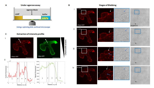 Modeling the dynamics of actin and myosin during bleb stabilization