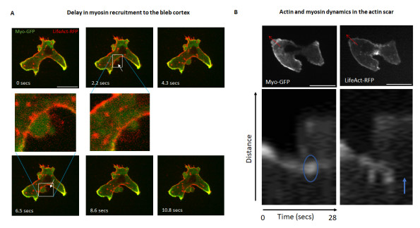 Modeling the dynamics of actin and myosin during bleb stabilization