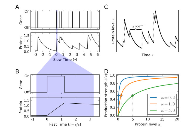 Maintaining gene expression levels by positive feedback in burst size ...
