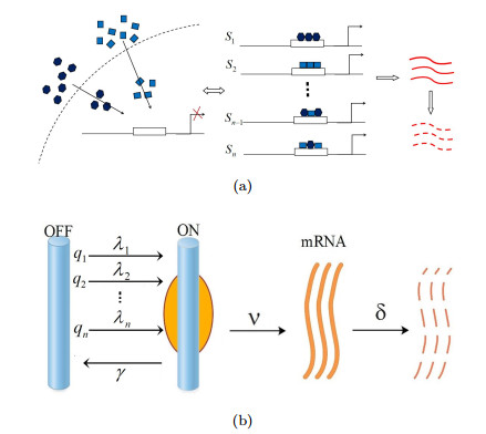 Fluctuations of mRNA distributions in multiple pathway activated ...