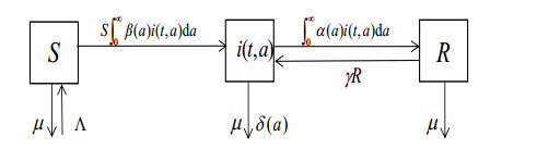 Stability and Hopf bifurcation in an age-structured SIR epidemic model ...