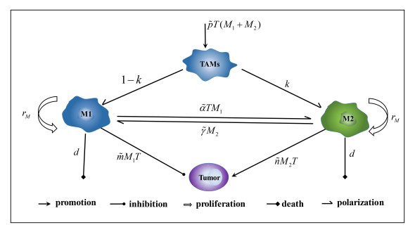 Mathematical investigation of the role of re-polarisation of M2 in ...