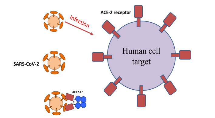 Effects of antiviral drugs on COVID-19 treatment
