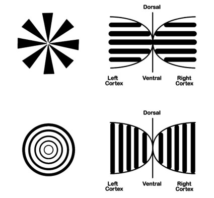 Reproducibility via neural fields of visual illusions induced by ...