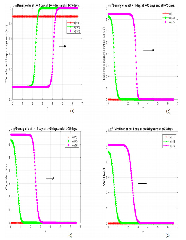 Complex dynamics in a delayed diffusive cell population model of hepatitis b with capsids ...