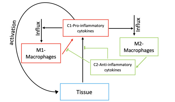 Effect of anti-inflammatory processes on the development of ...
