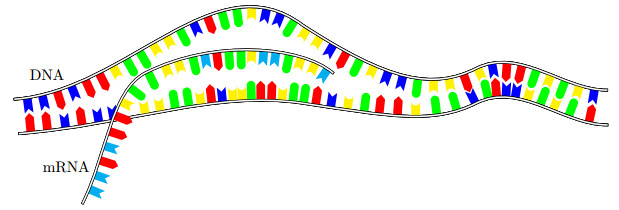 Bistability and chaos in the discrete two-gene Andrecut-Kauffman model