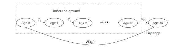 Stability and optimal control for an age-structured model of periodical ...