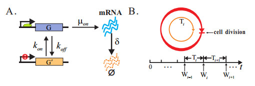 The mean and noise of stochastic gene transcription with cell division