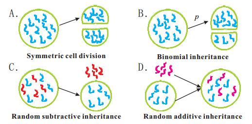 The mean and noise of stochastic gene transcription with cell division